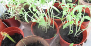 Kintore Way Nursery School and Children’s Centre